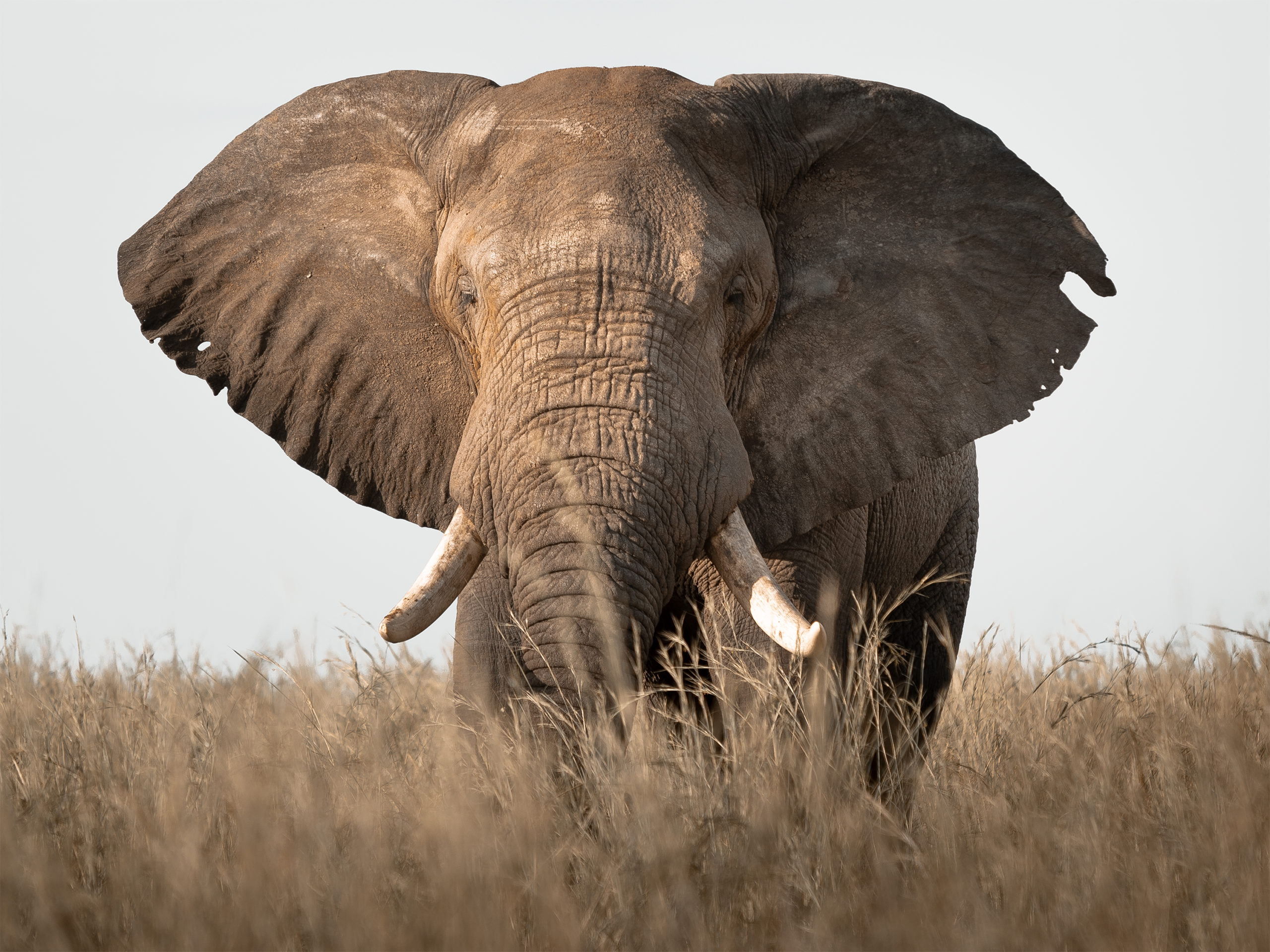 Best of Uganda Wildlife Gorillas Safari - Primates, Wildife Tour - 7 Days