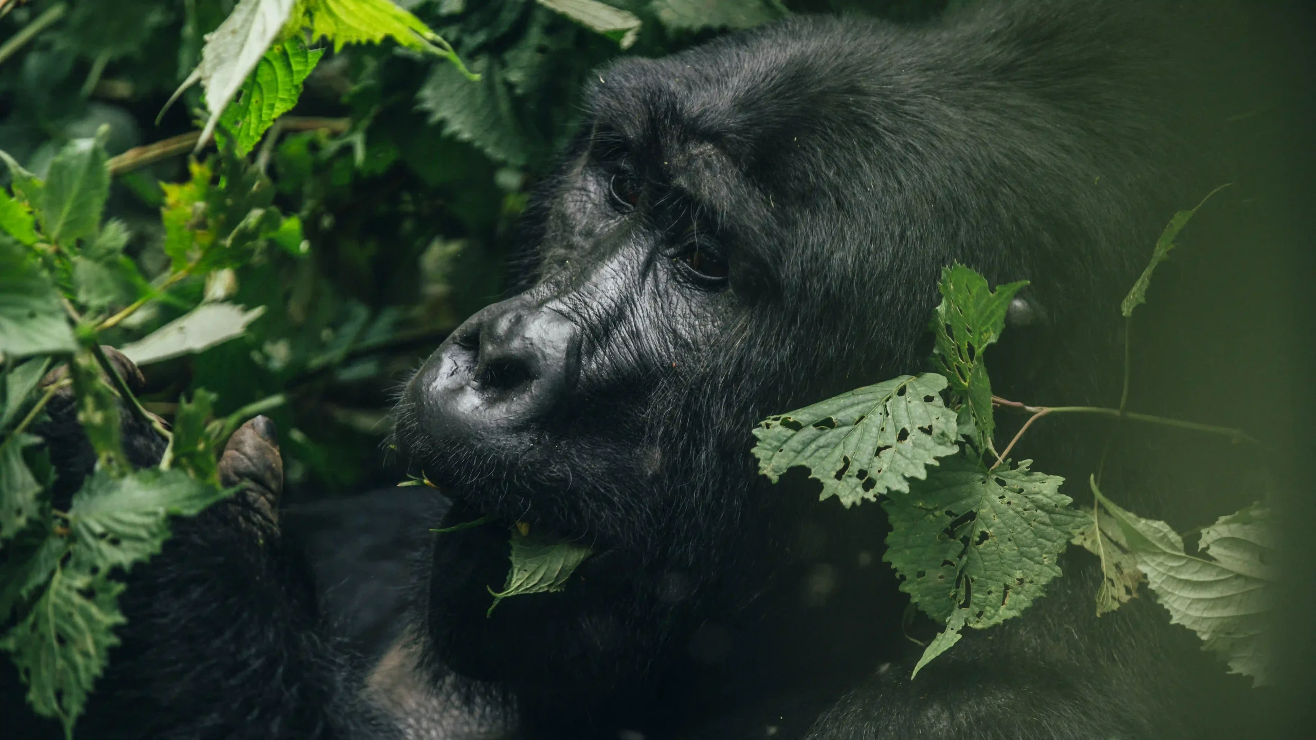 Uganda Gorilla Trekking Golden Monkey Tracking - 4 Days - Gorillas ...