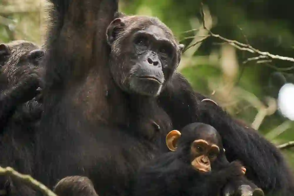 UGANDA all primates tour - Trekking Gorillas, chimps, Golden Monkeys ...