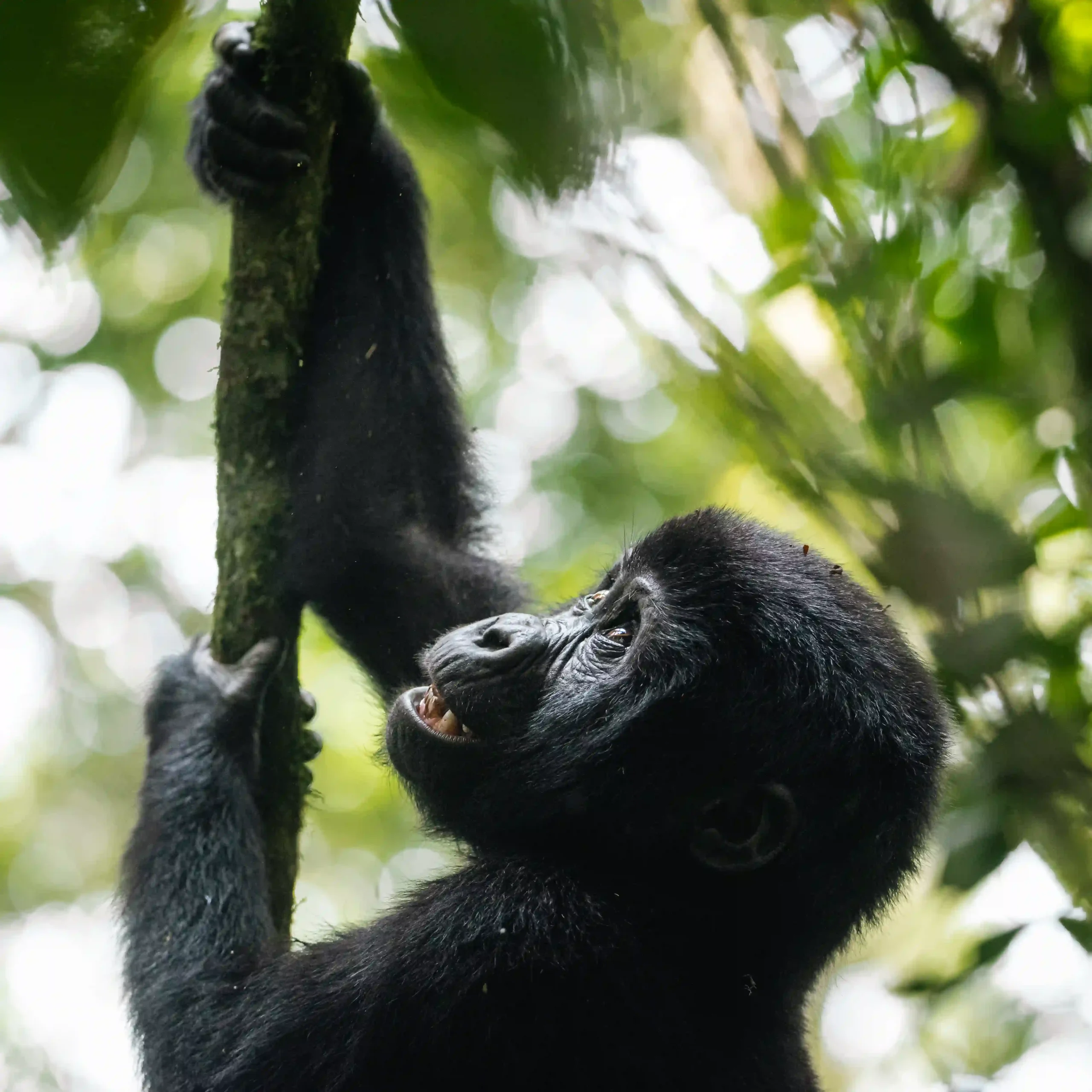 13 Group (aka Agasha Group) Gorilla Family in Rwanda’s Volcanoes ...