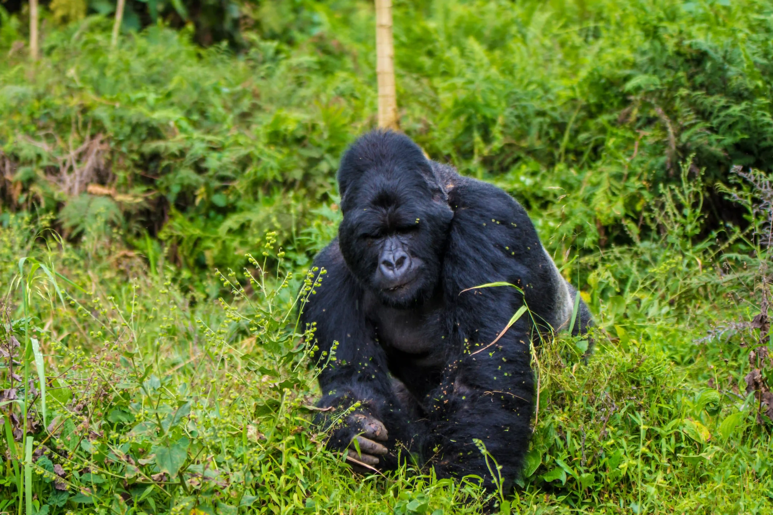 Uganda Gorilla Trekking & Lake Bunyonyi Tour - 3 Days - Gorillas ...