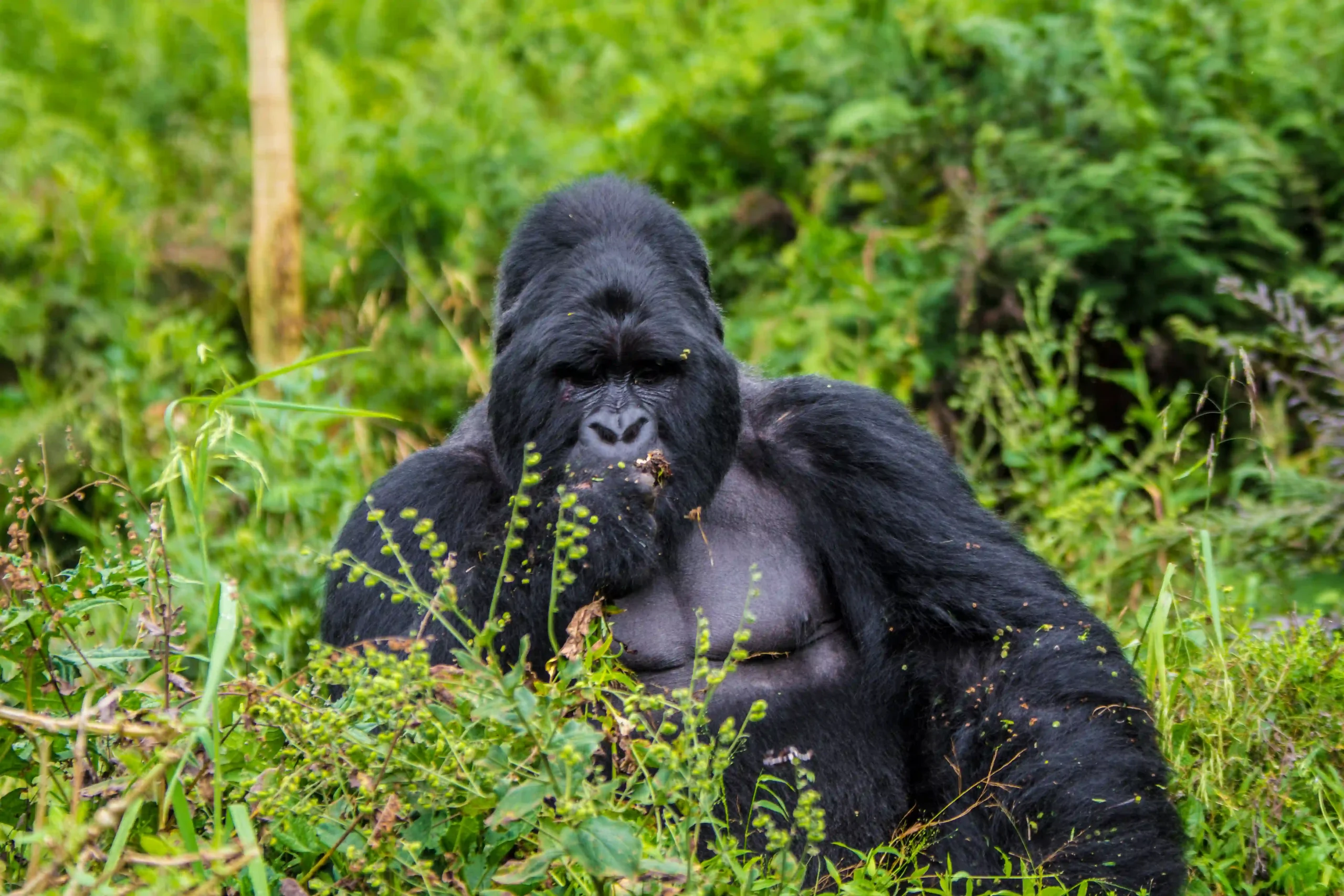 Rwanda Gorilla Trek Dian Fossey Hike Tour - 3 Days with Prices ...