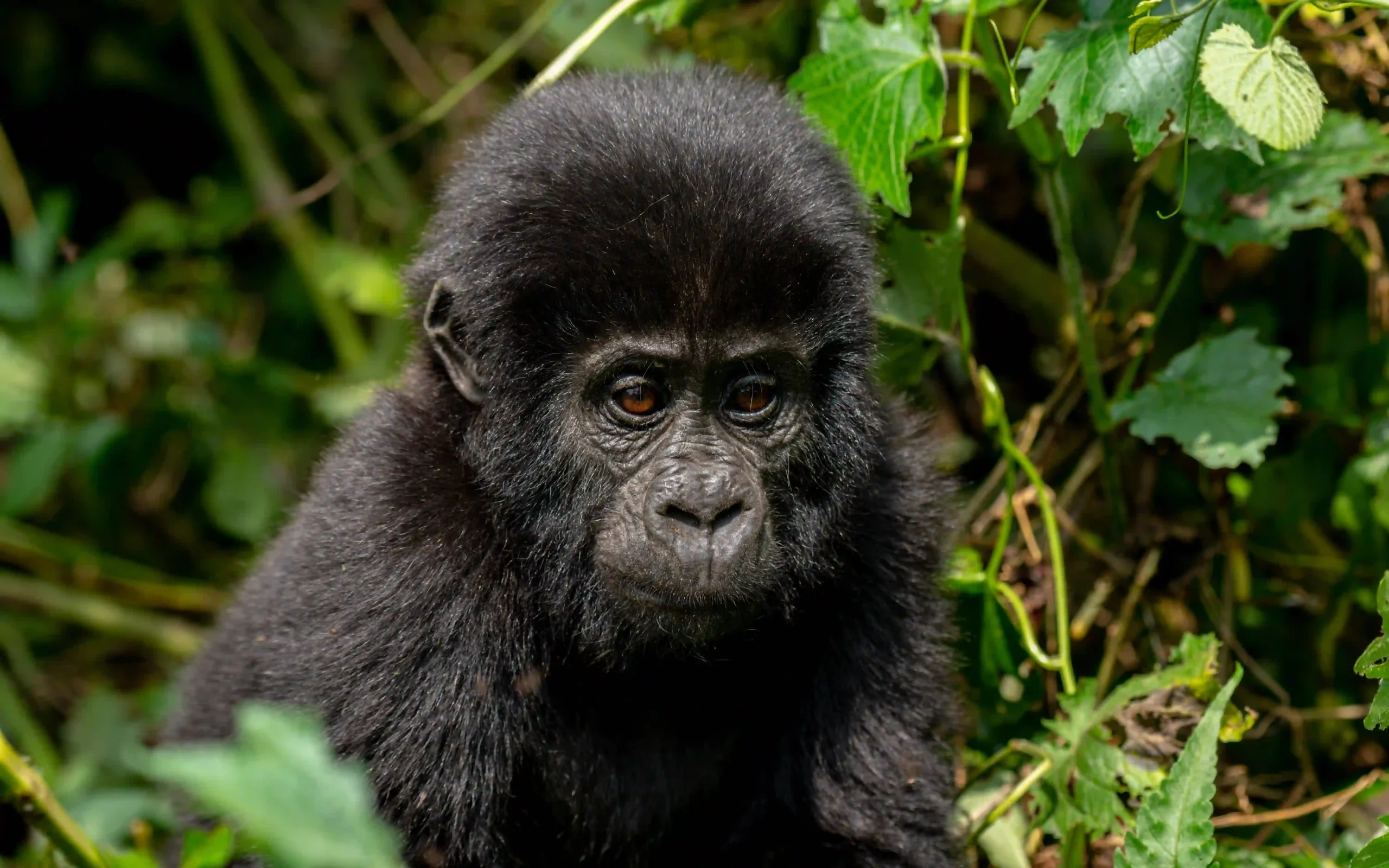 Gorilla Trek, Sabyinyo Volcano Hike and Canoeing- 5 Days - Gorillas ...