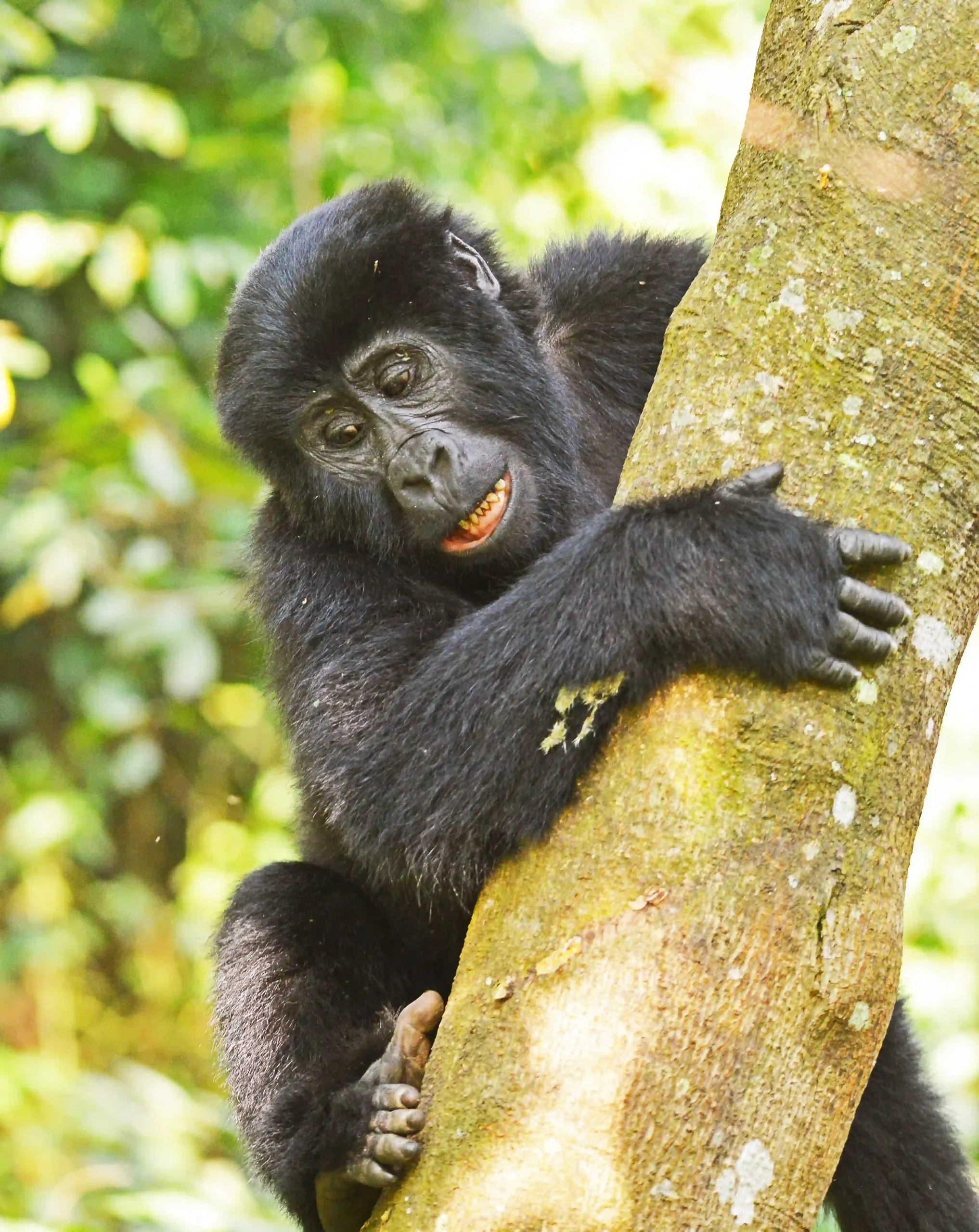 Planning a gorilla trek in Uganda, what to consider – How to plan your ...