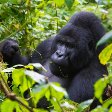 Gorilla Habituation Tours: Explore Uganda Primate Behavior deeply ...