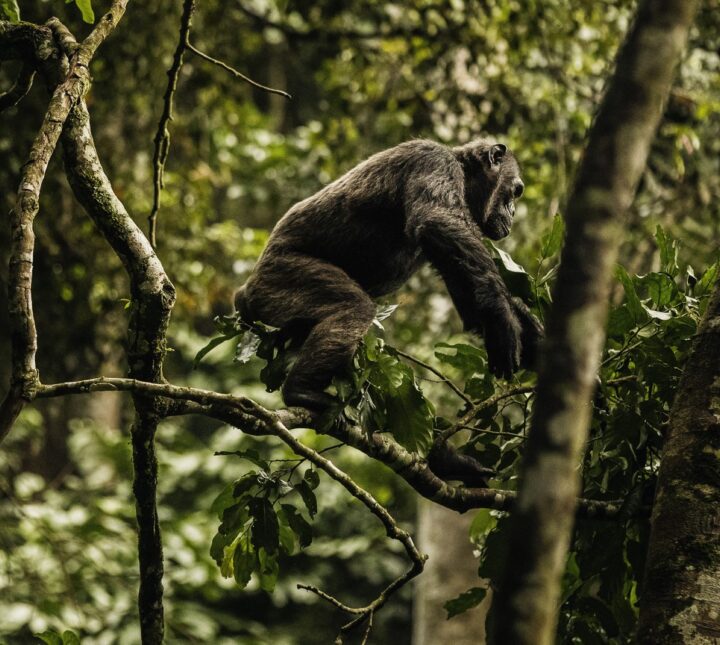 Rwanda Tours - Gorillas & Wildlife Safaris